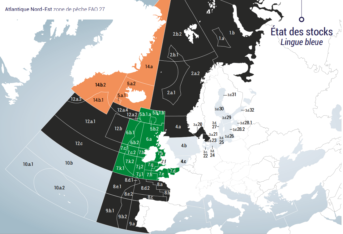 Lingue bleue | Guide des espèces